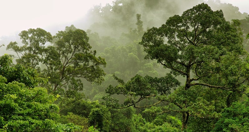 D'ici 2050, un milliard d'arbres vont être plantés en Australie pour ... D'ici 2050, un milliard d'arbres vont être plantés en Australie pour ...